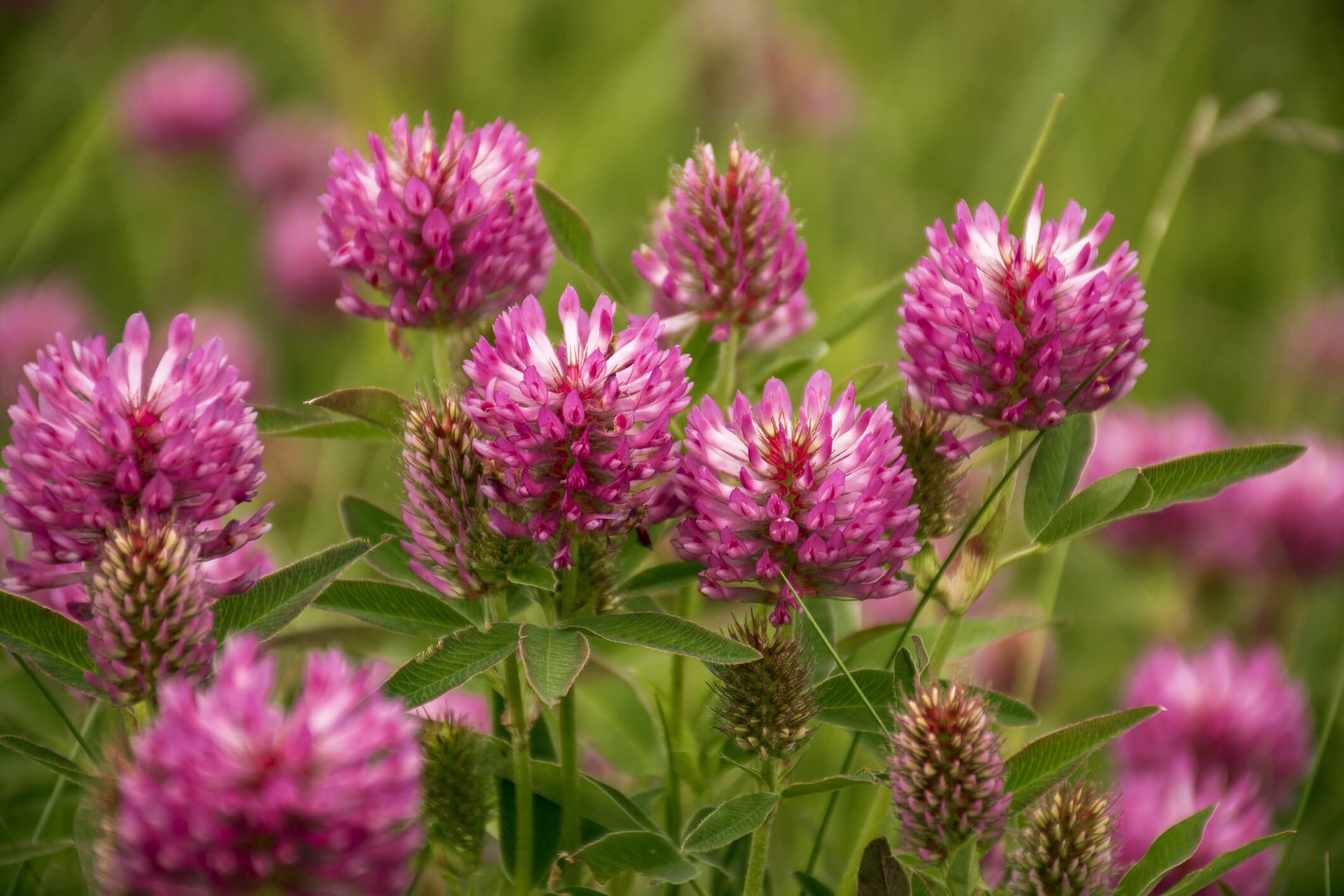 Red Clover – Blendily